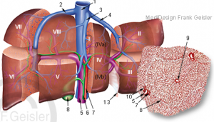 Erkrankung Leber, Leberkrebs