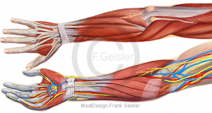 Arm, Oberarm, Unterarm und Hand