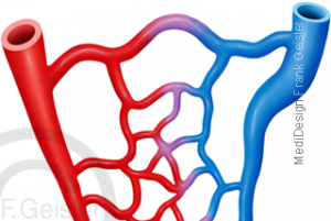 Blutgefäße und Herz-Kreislaufsystem