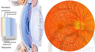 Auge – Augapfel und seine Funktionen