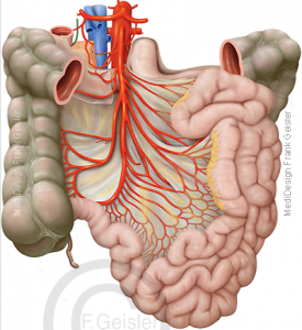 Bauchfell und Organe im Peritonealraum