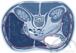 Bauchfell und Organe im Peritonealraum