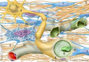 Zelltypen und Gewebe