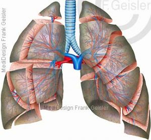Respiratorisches System des Menschen