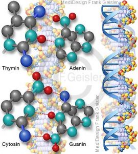 DNA-Basenpaare, Reduplikation DNS