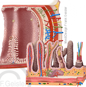 Darm, Dünndarm und Dickdarm