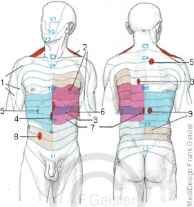 Peripheres unwillkürliches Nervensystem