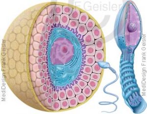 In-vitro-Fertilisation, künstliche Befruchtung