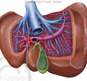 Venen, Venensystem im Blutkreislauf