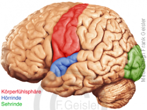 Sensorik, Verarbeitung Reize