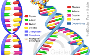 DNA-Basenpaare, Reduplikation DNS