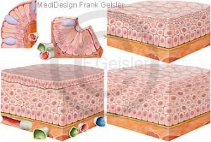 Zelltypen und Gewebe