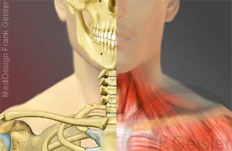 Hals und seitliche Halsgegend – Anatomie Physiologie des Menschen