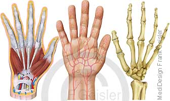 Der Arm mit Unterarm und Hand