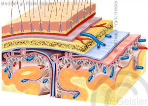 Gehirn, Hirnarterien und Hirnkammern