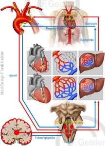 Kreislaufregulation, Regulation Blutstrom