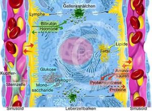 Leberfunktion, Aufgaben der Leber