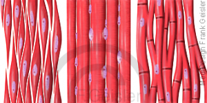 Muskulatur, Muskeln des Menschen