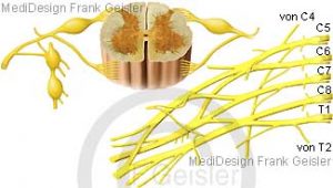 Rückenmark mit Halsgeflecht und Armgeflecht