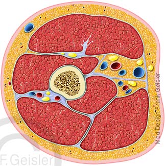 Der Oberarm mit Oberarmmuskulatur – Anatomie Physiologie des Menschen