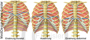 Atmung, Ventilation in Lunge