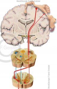 Motorik durch motorisches System