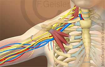 Schulterregion, Schultergegend und Achselhöhle