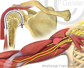 Der Oberarm mit Oberarmmuskulatur – Anatomie Physiologie des Menschen