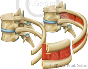 Rücken, Wirbelsäule und Rückenmuskeln