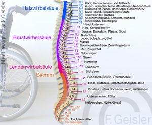 Wirbelsäule, Wirbelkanal mit Rückenmark